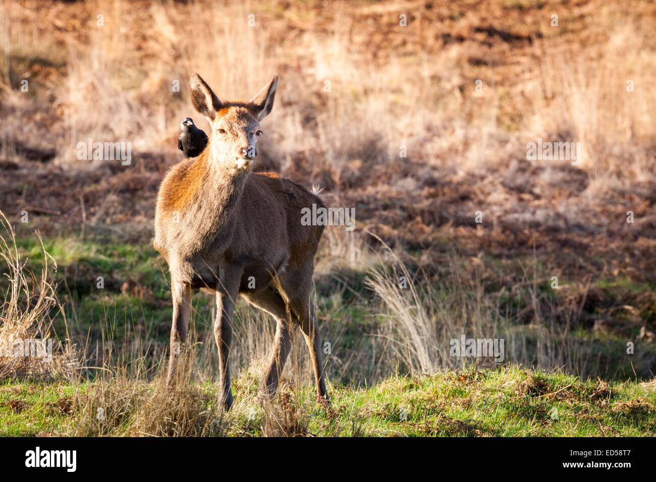 Female wild deer and raven sitting on its back in the afternoon sun in ...
