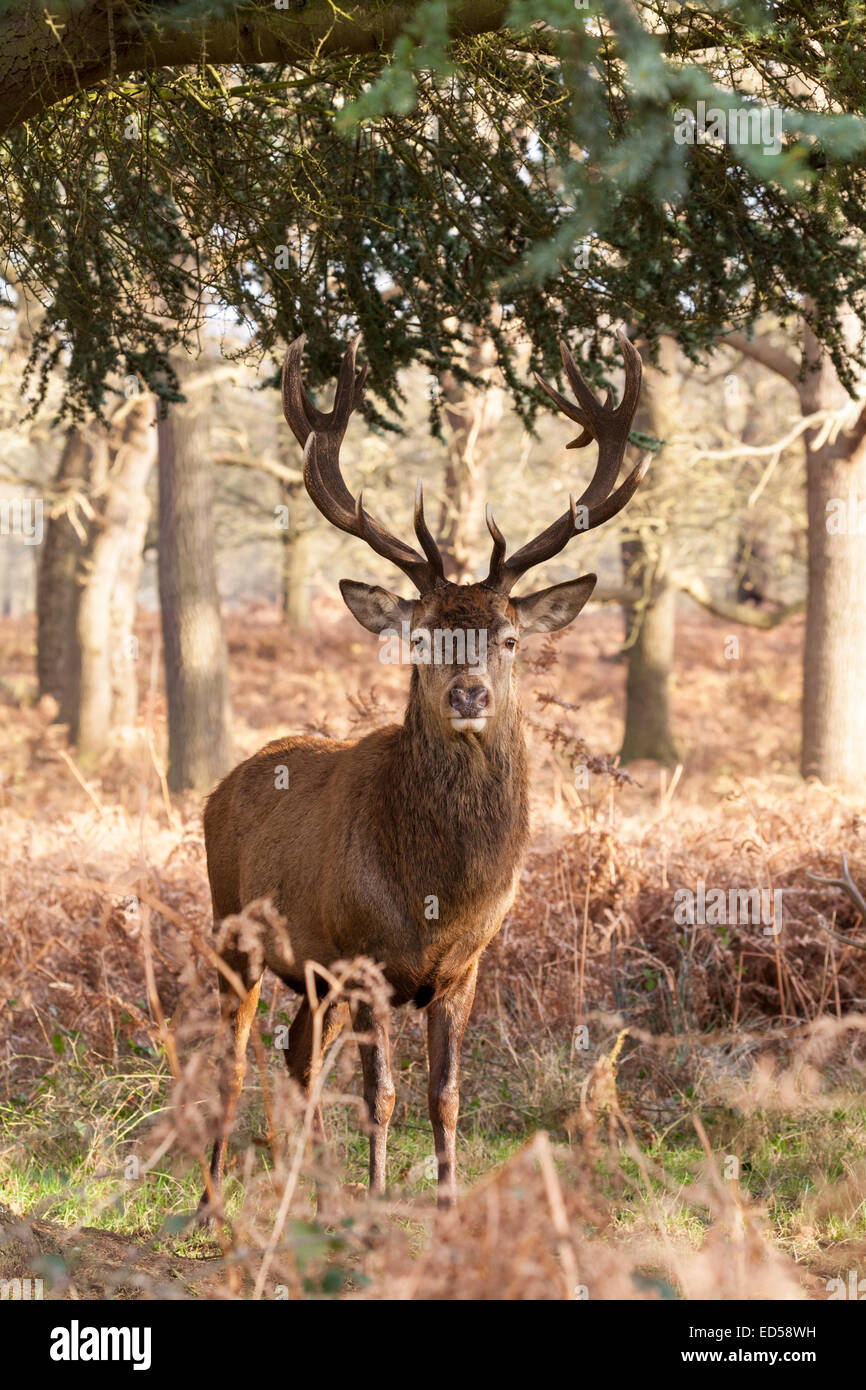 Red deer stag with fully grown antlers standing in Richmond Park, a ...