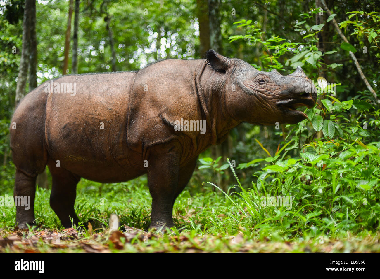 Sumatran rhinoceros eating hi-res stock photography and images - Alamy