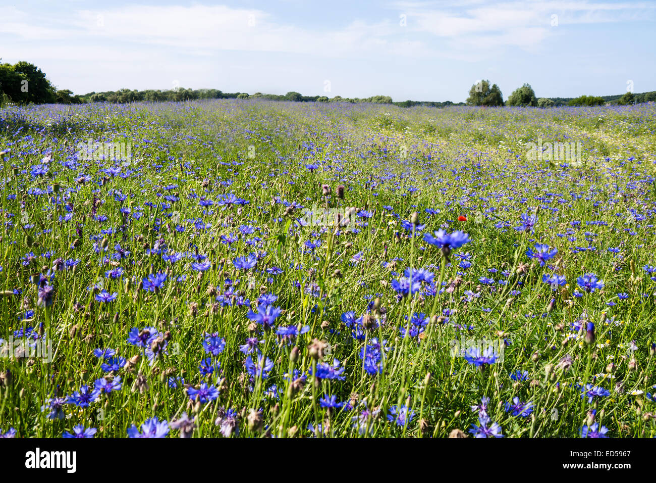 Field of cornflower hi-res stock photography and images - Alamy