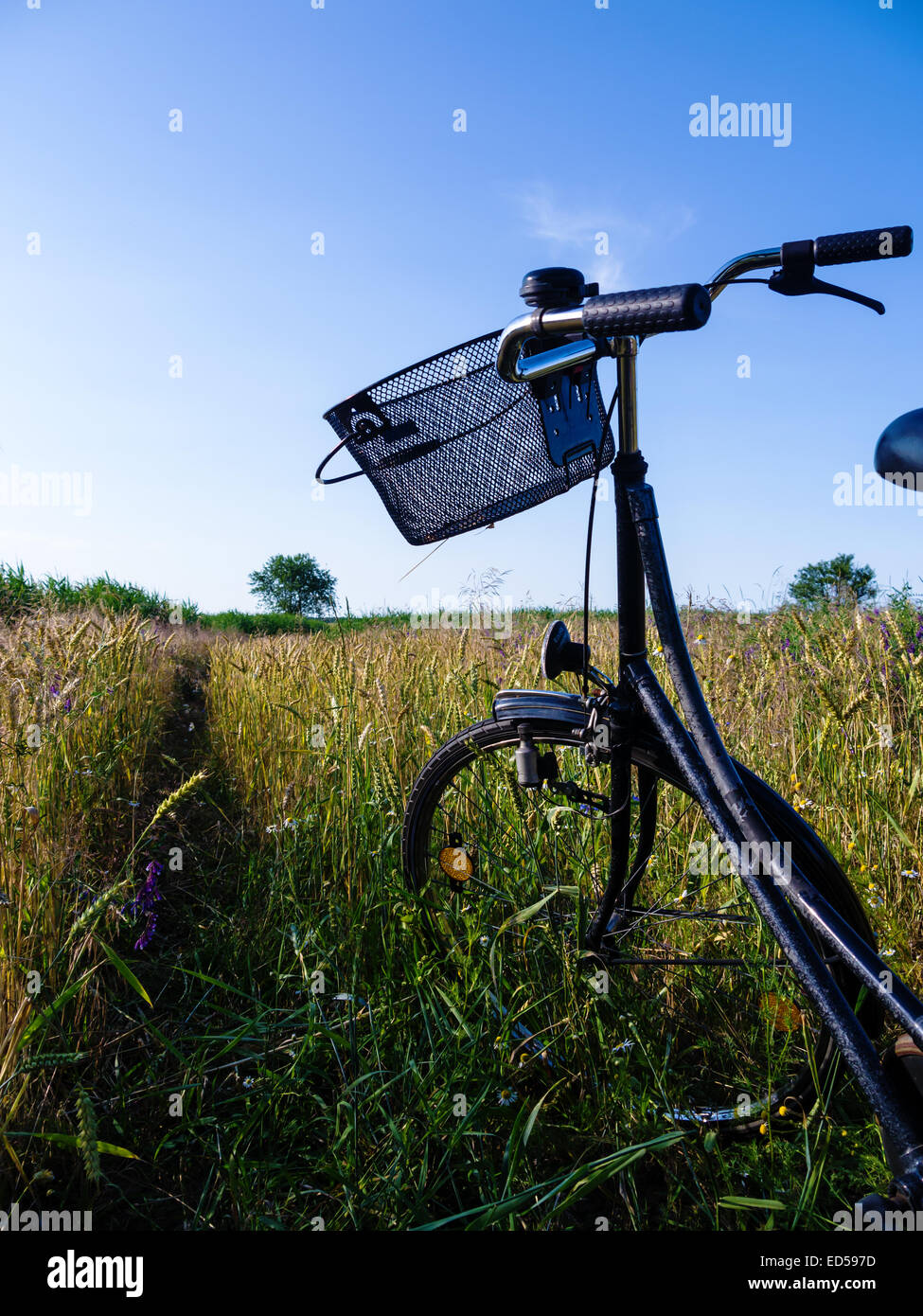 cornfield and a bicycle with bouquet and blue sky in summer Stock Photo ...