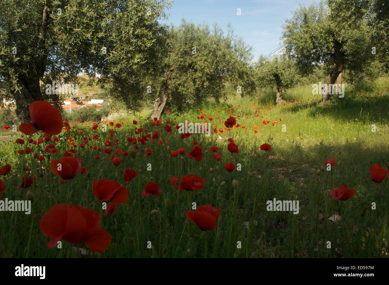 Poppy field with olive trees at background Stock Photo - Alamy