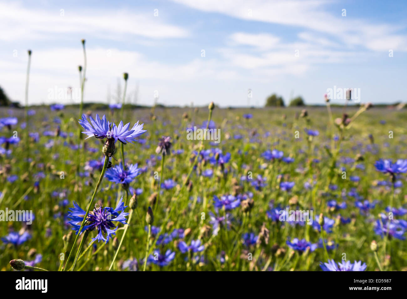 Cornflower field hi-res stock photography and images - Alamy