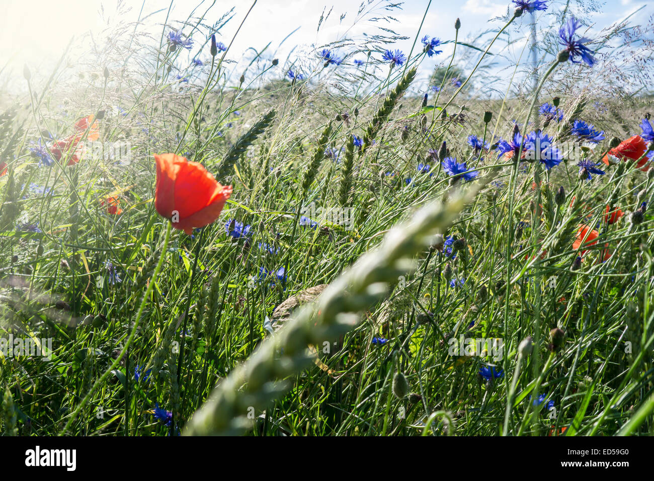 Barley corn flower hi-res stock photography and images - Alamy
