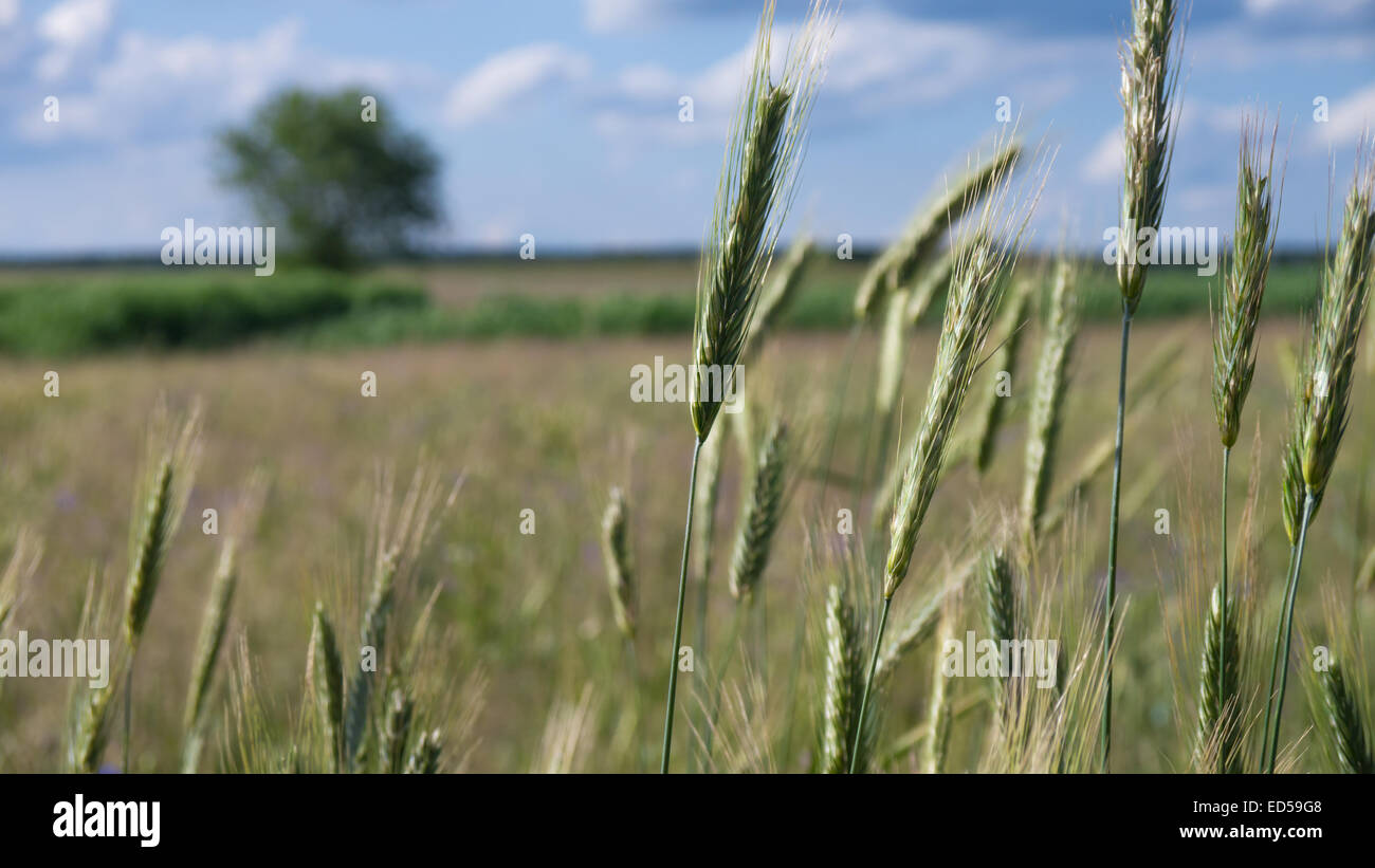Barley tree hi-res stock photography and images - Alamy