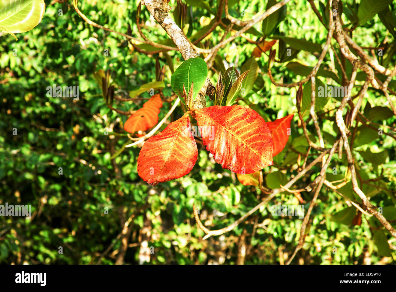 Mangrove tree Manuel Antonio National Park, (Parque Nacional Manuel ...