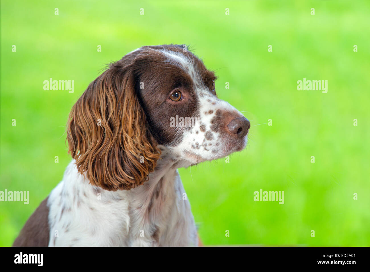 Springer Spaniel portrait Stock Photo - Alamy