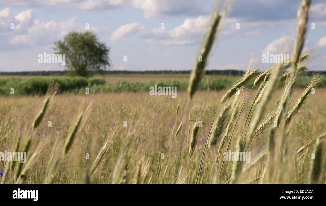Barley tree hi-res stock photography and images - Alamy