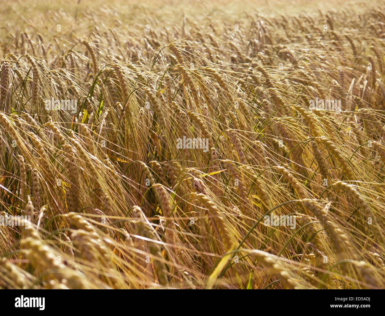 a barley field in early summer with sunlight Stock Photo - Alamy