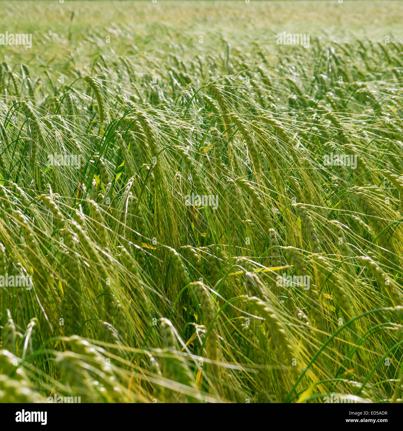 Barley texture hi-res stock photography and images - Alamy