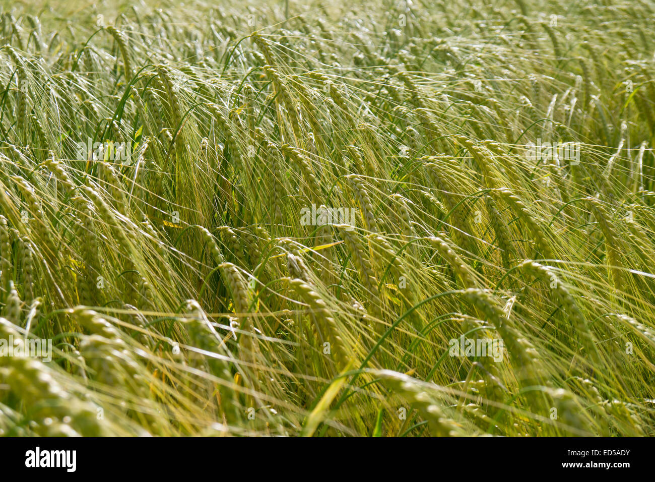 Corn field texture hi-res stock photography and images - Alamy