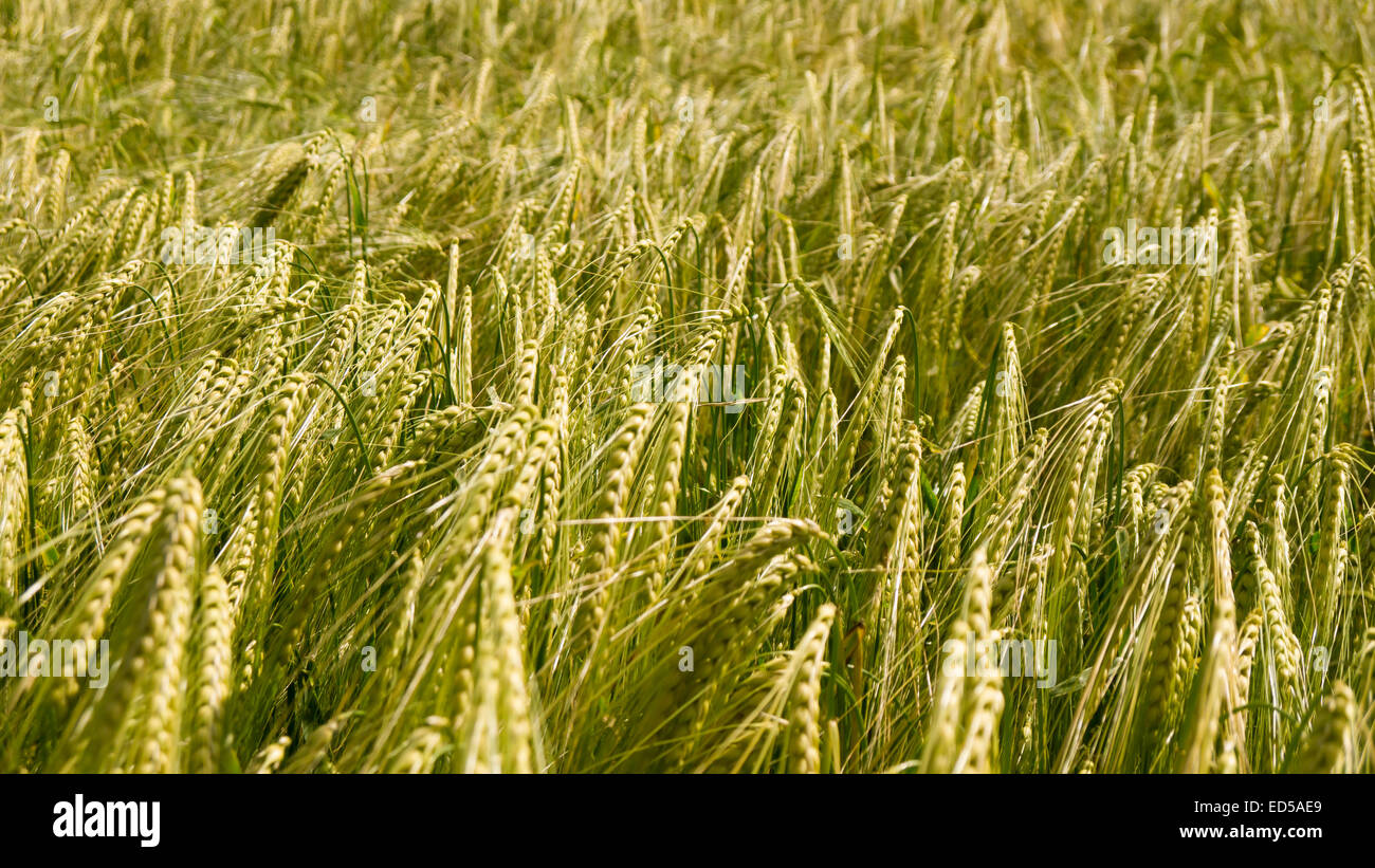 a green barley field in early summer Stock Photo - Alamy