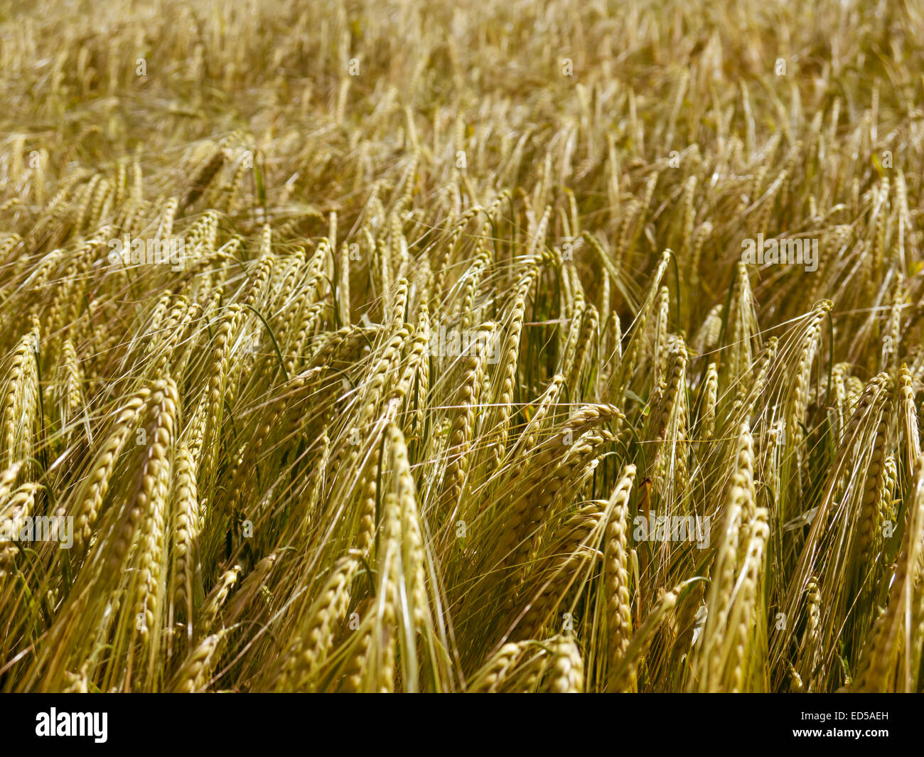 Corn field texture hi-res stock photography and images - Alamy