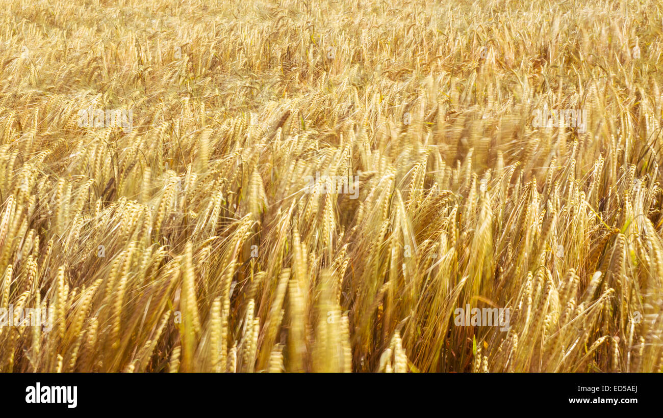 Orange barley hi-res stock photography and images - Alamy