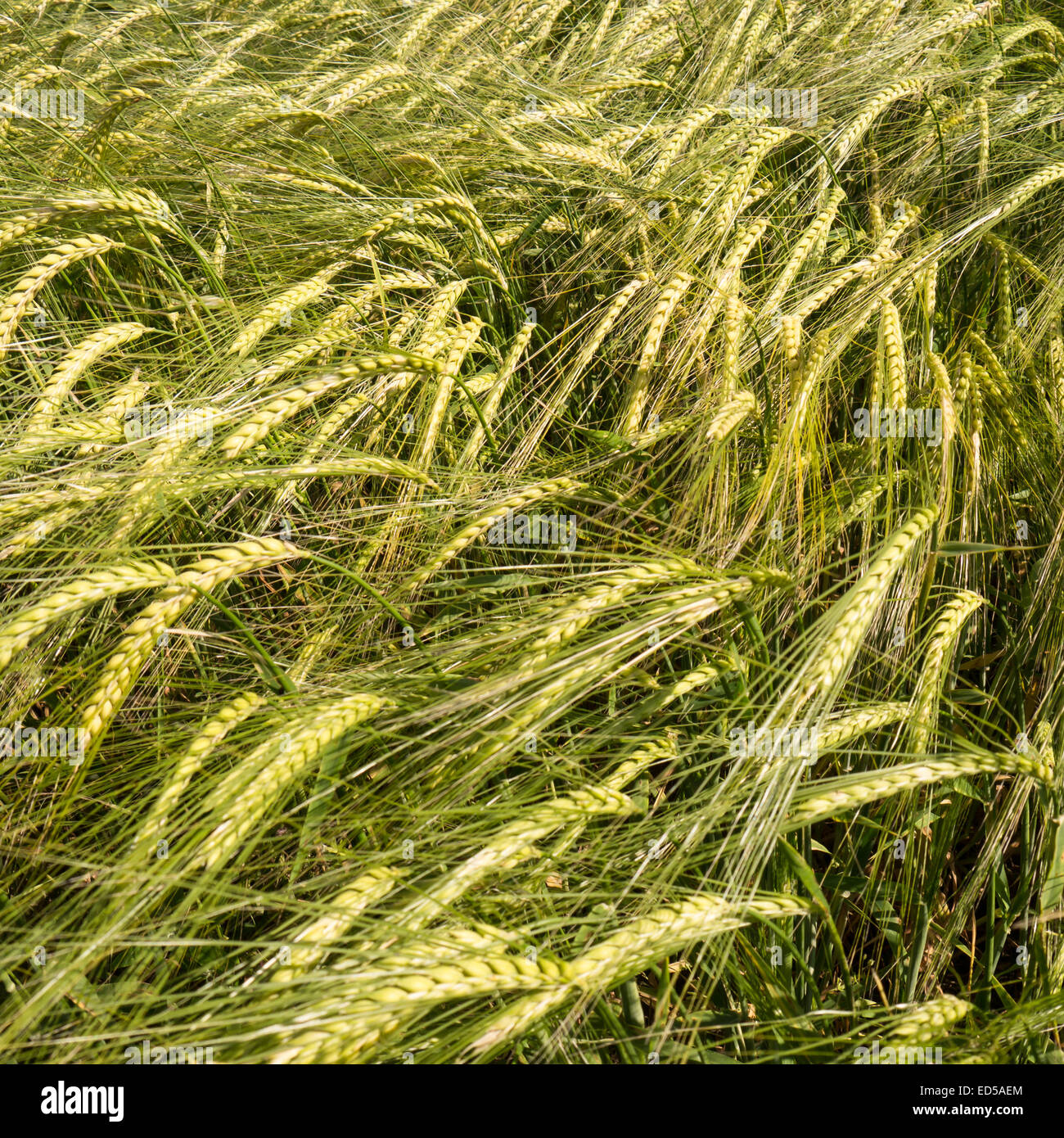 a green barley field in early summer Stock Photo - Alamy