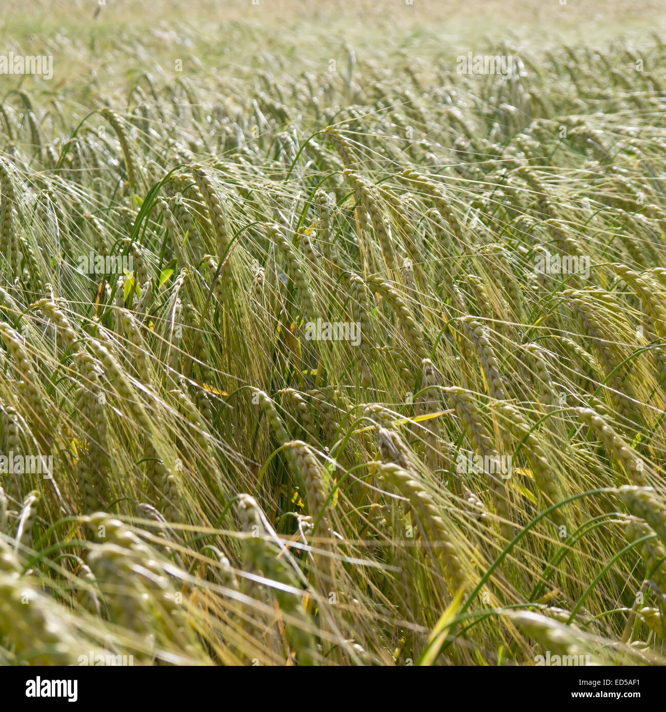 sunlight on barley field in early summer Stock Photo - Alamy
