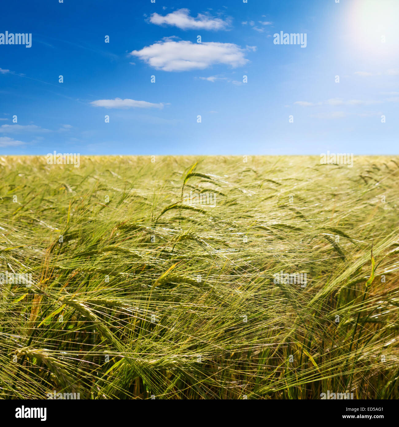 barley field, blue sky and sun in summer Stock Photo - Alamy