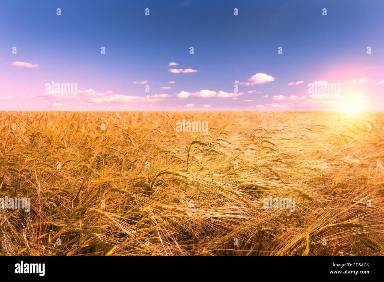 sunset and corn fiel (barley) in summer time Stock Photo - Alamy