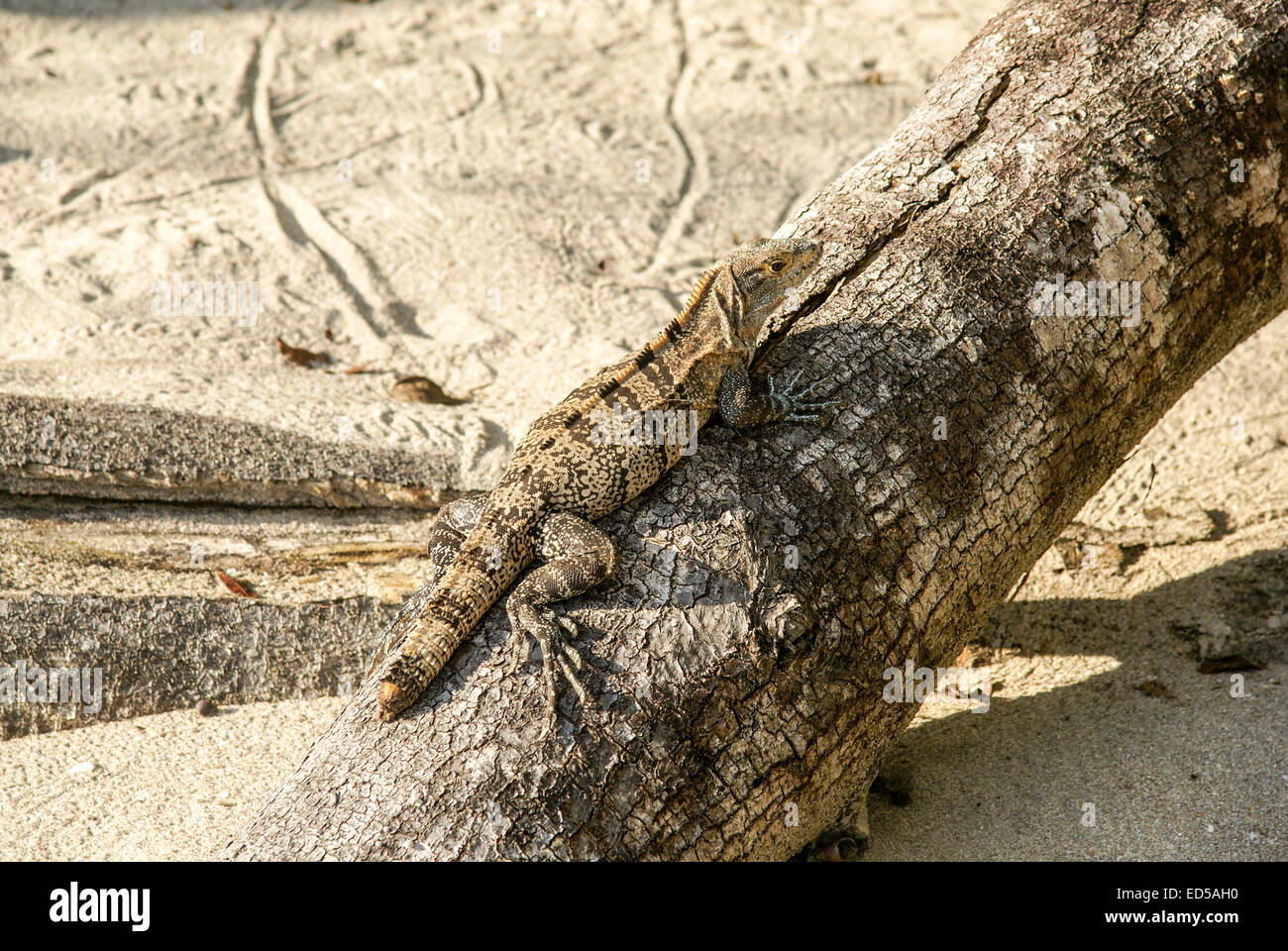 Basilisk or Jesus Christ Lizard, (Basiliscus basiliscus) Photographed ...