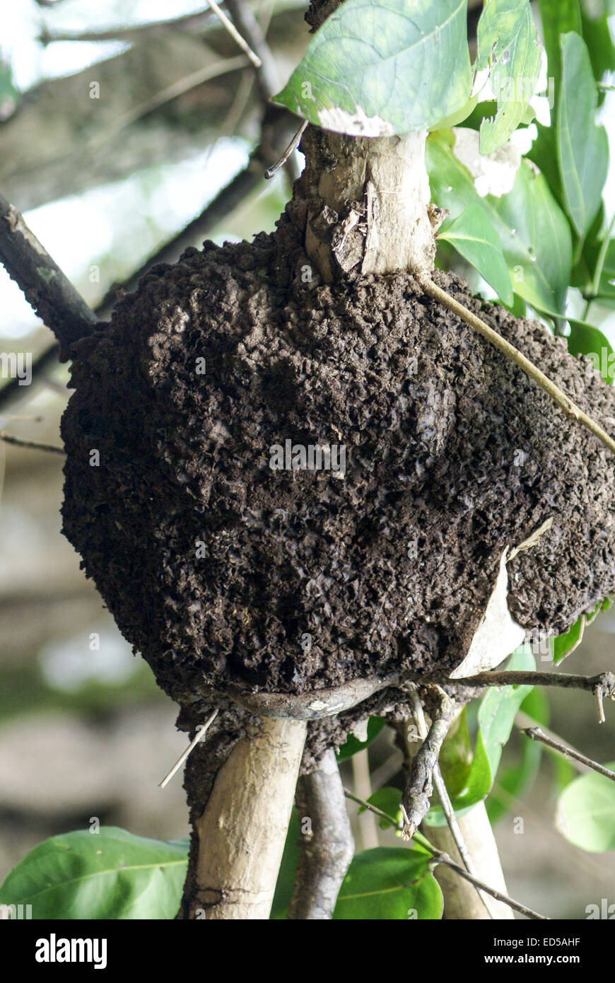 wasps nest at Manuel Antonio National Park, (Parque Nacional Manuel ...