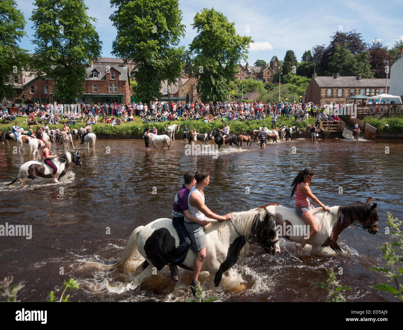 horses being exercised and washed by Gypsies,Romanys,'travellers', at ...