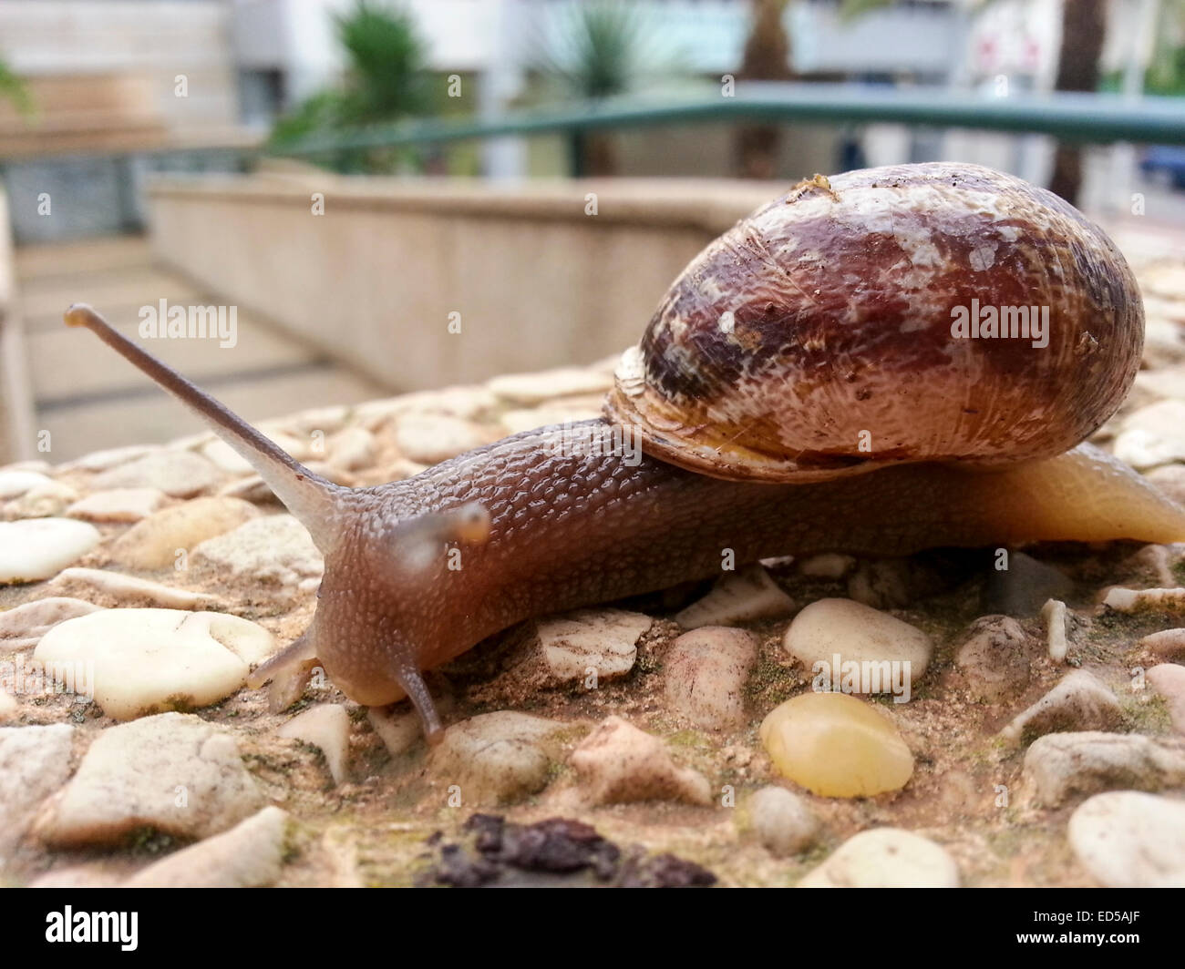 Snail crawls on a rock Stock Photo - Alamy