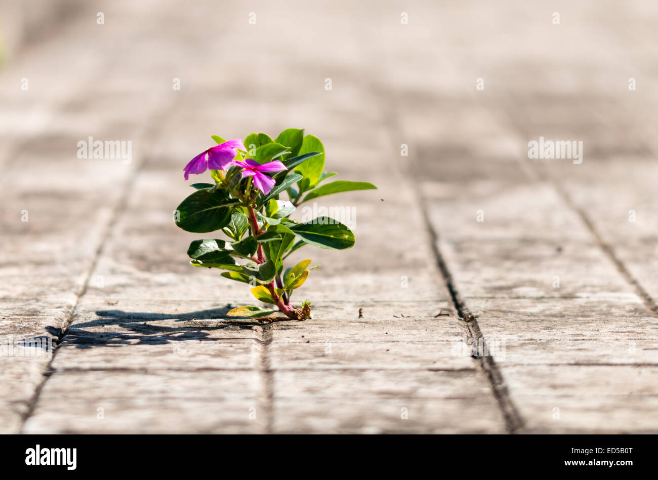 small plant in spontaneously born between tiles Stock Photo - Alamy