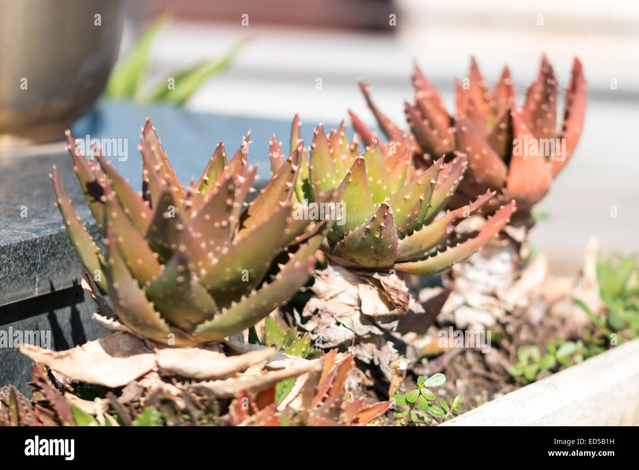 spiny plant with orange yellow and green colors Stock Photo - Alamy