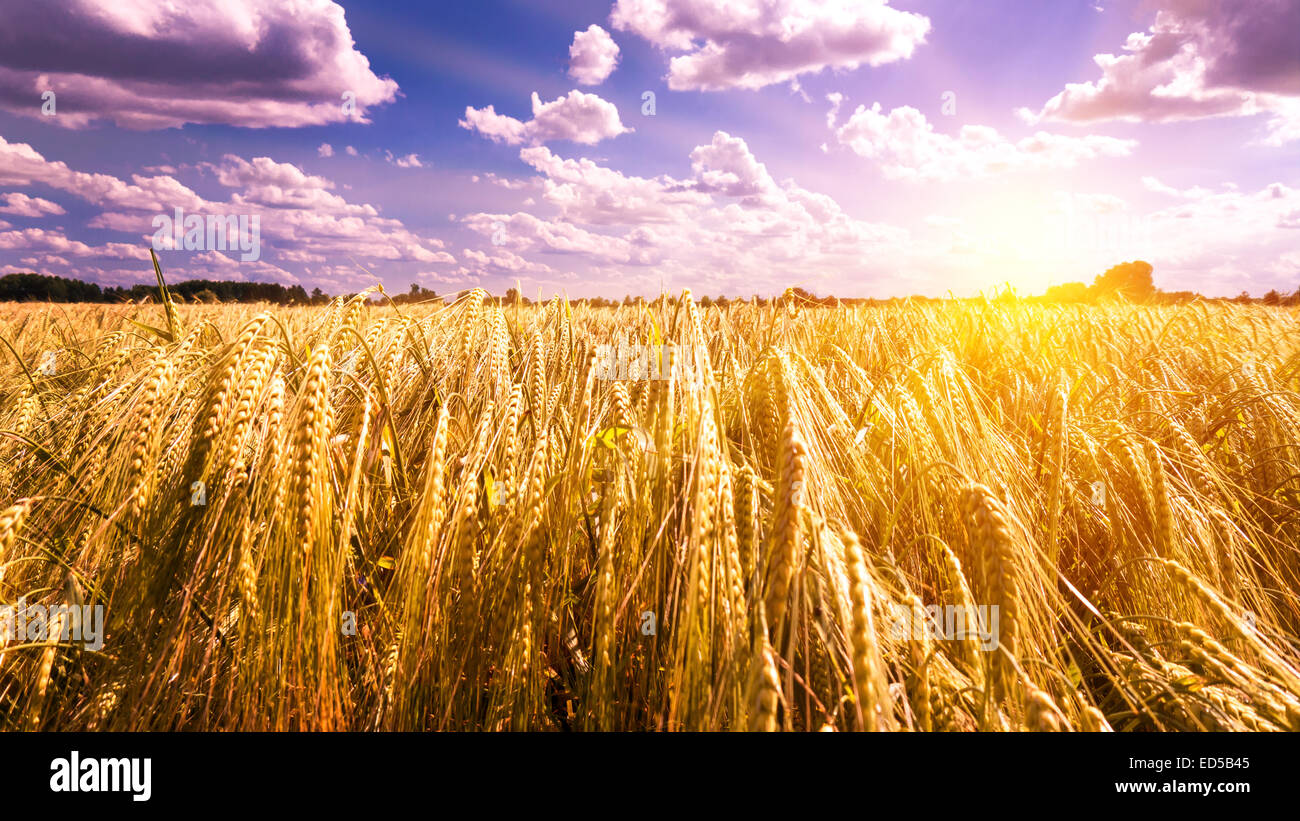Field barley harvest sunset hi-res stock photography and images - Alamy
