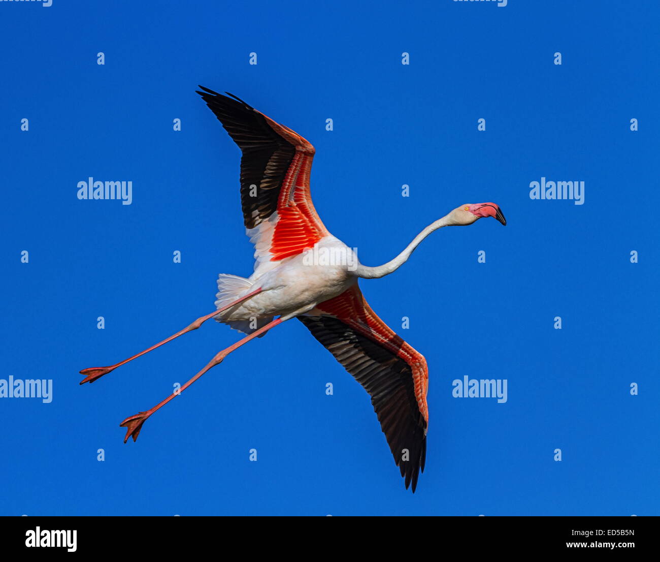 Flamingo fly wing bird hi-res stock photography and images - Alamy