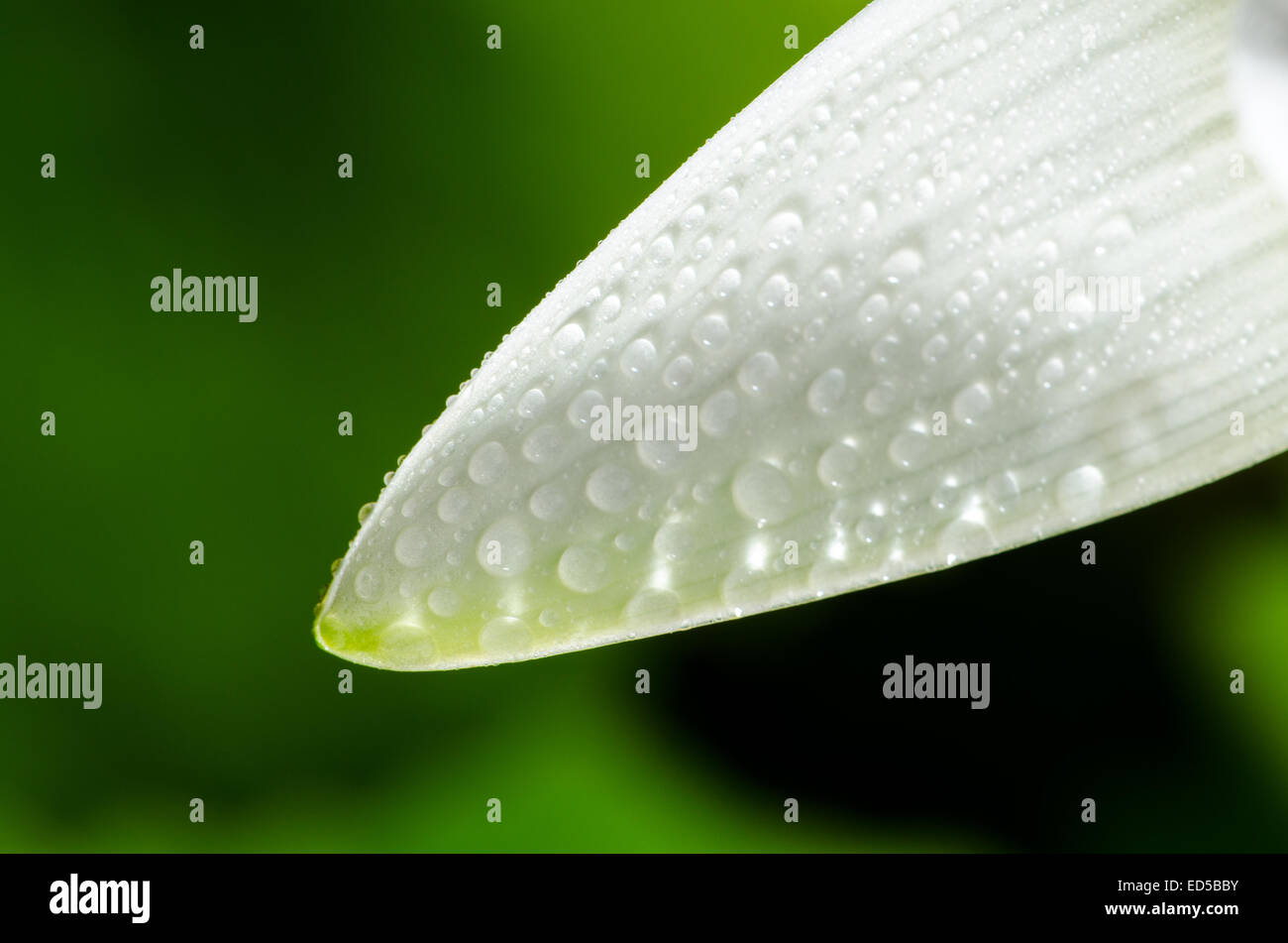 Water drops on lotus flower hi-res stock photography and images - Alamy