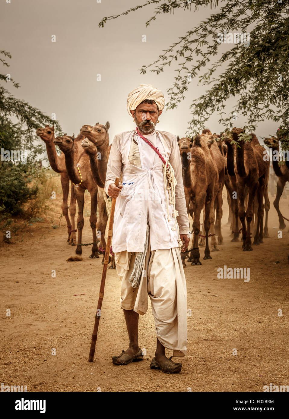 Indian camel driver with camels Stock Photo - Alamy