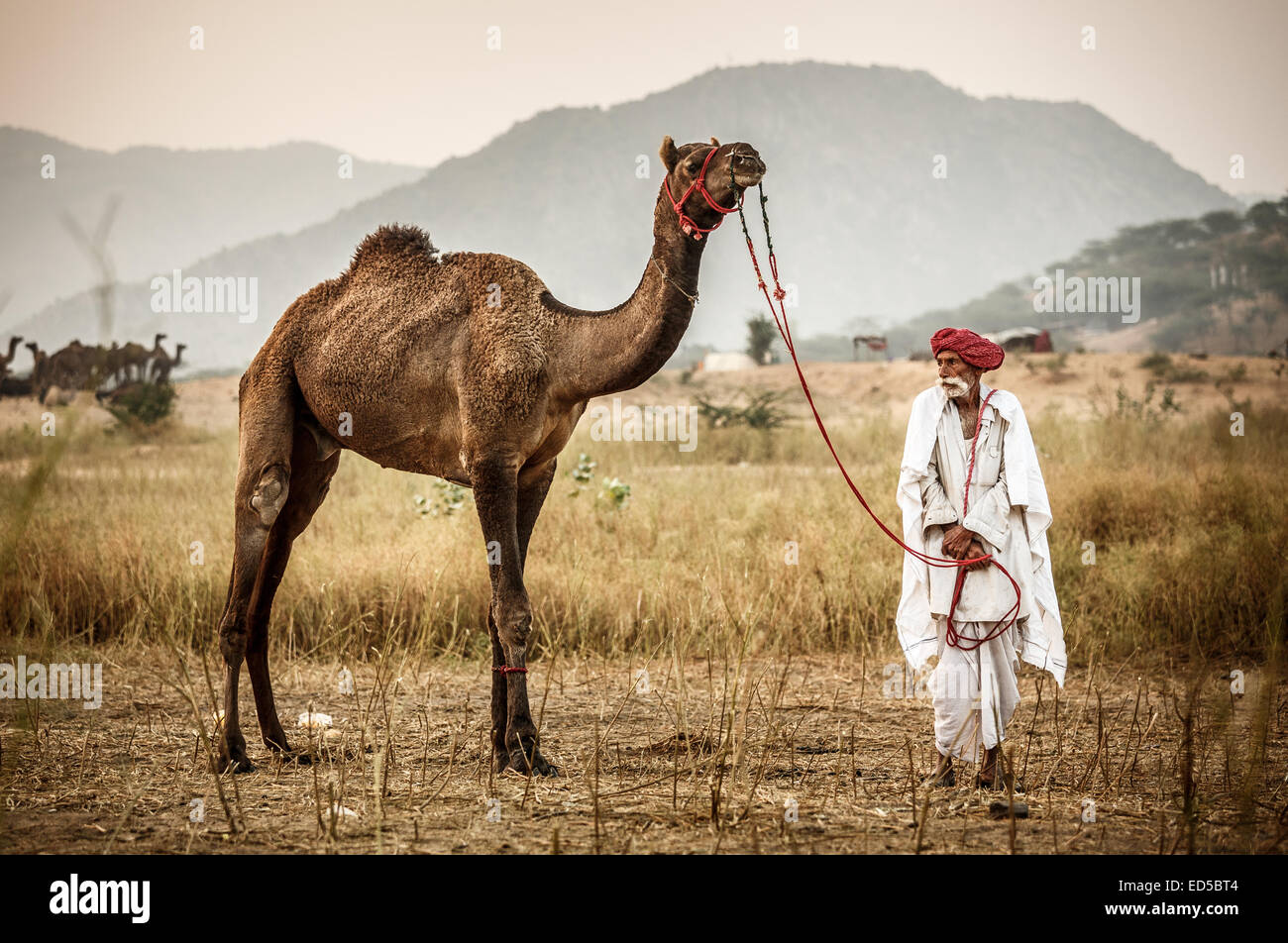Indian camel driver wearing a red turban with camel Stock Photo - Alamy