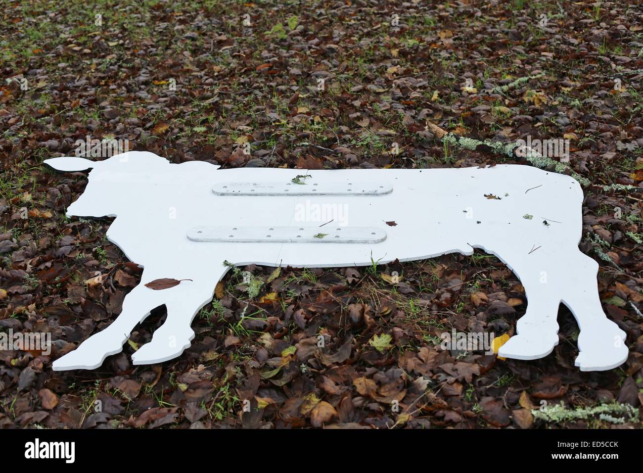 Flattened animal hi-res stock photography and images - Alamy