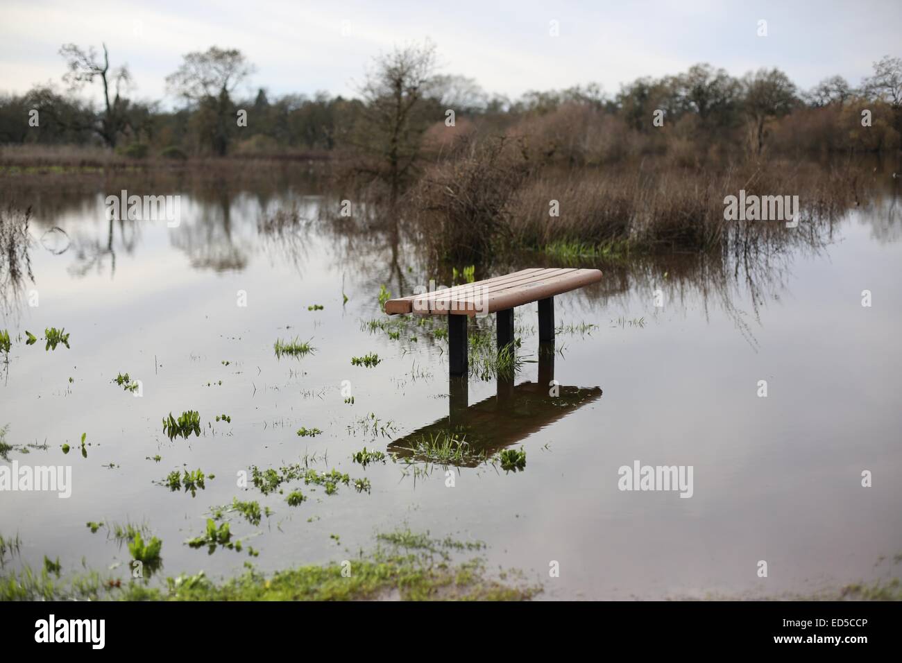A bench submerged in a flooded park in California Stock Photo - Alamy