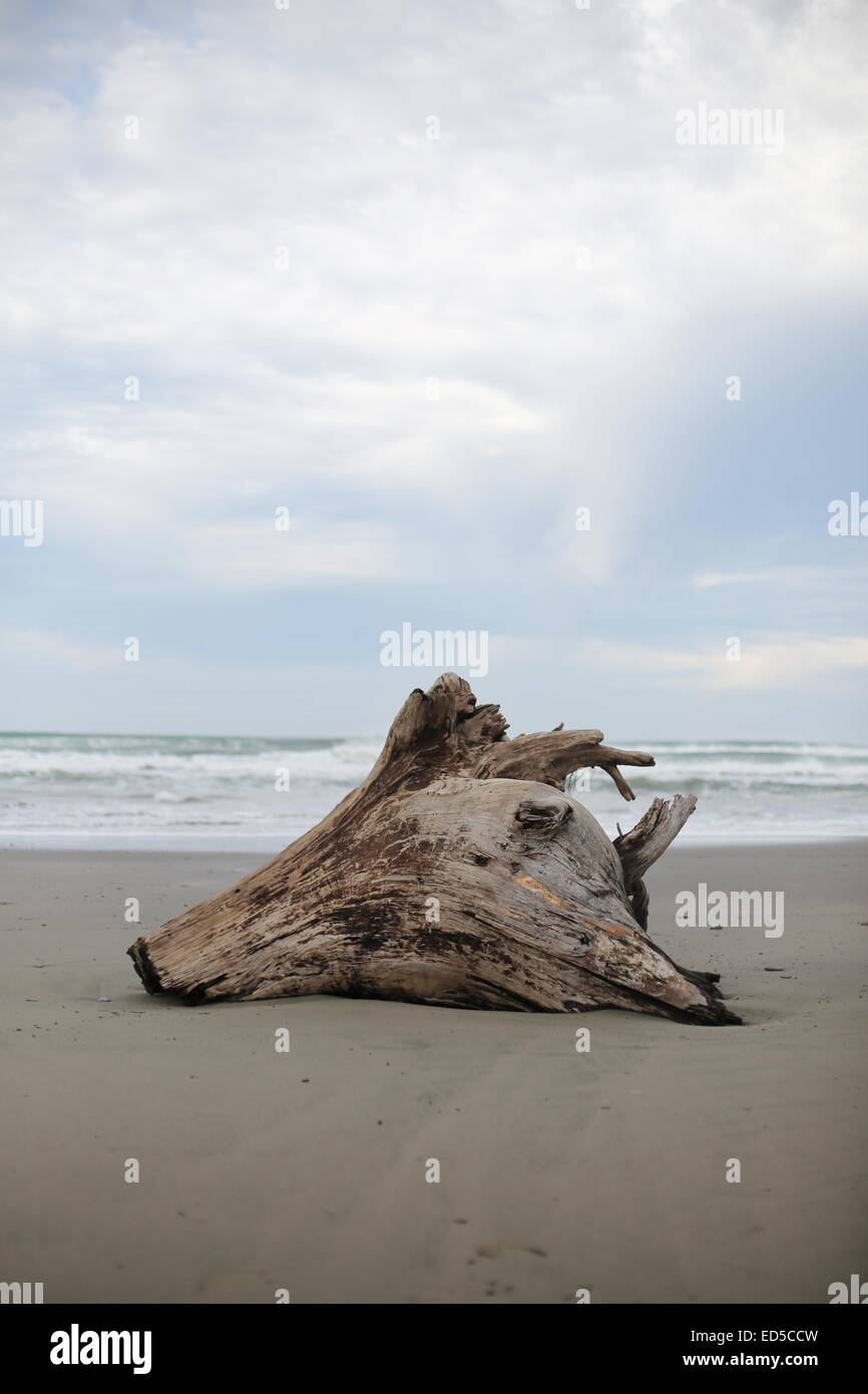 A large chunk of driftwood on a beach in California Stock Photo - Alamy