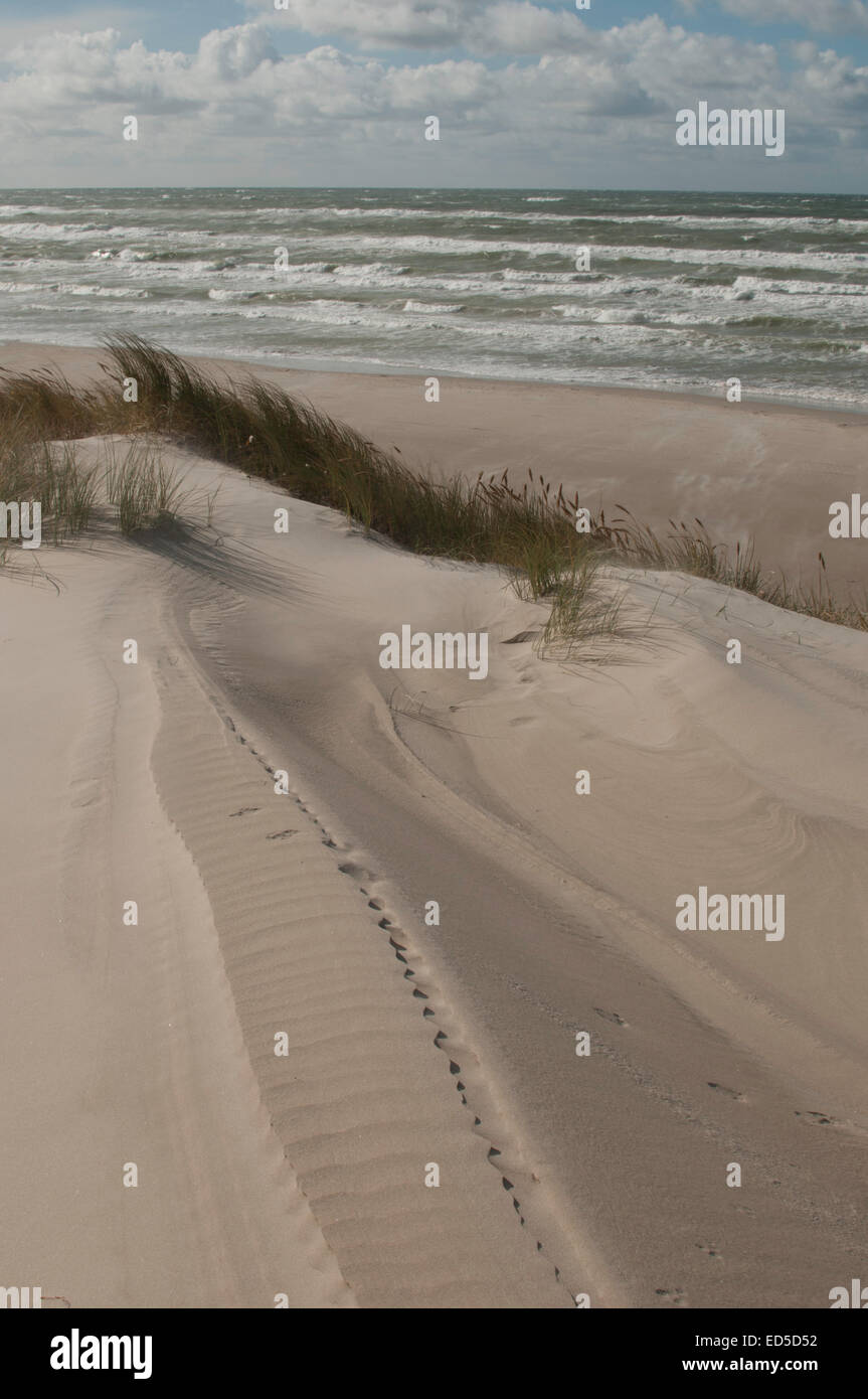 Sand dune / dene / sand hill with fine shaped ripples running from ...