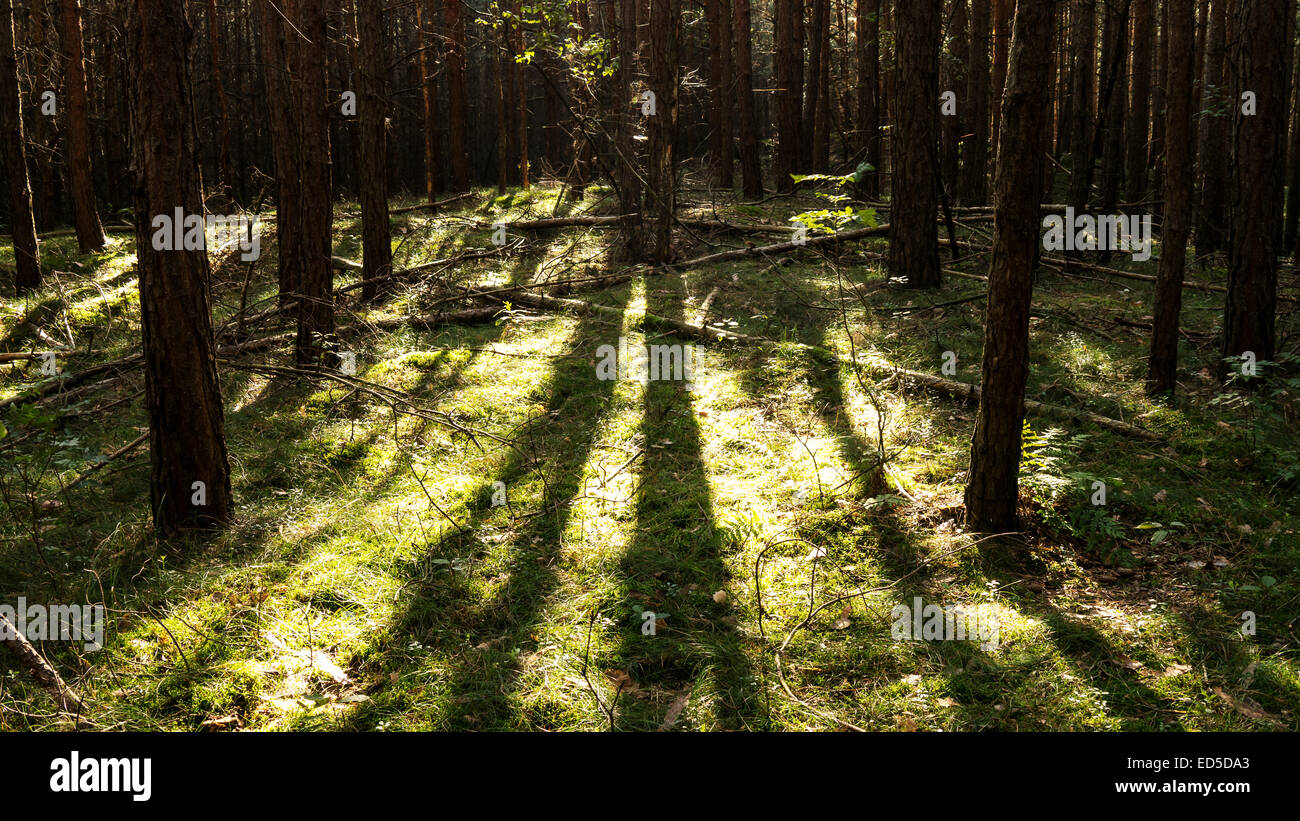 Magic forest hi-res stock photography and images - Alamy