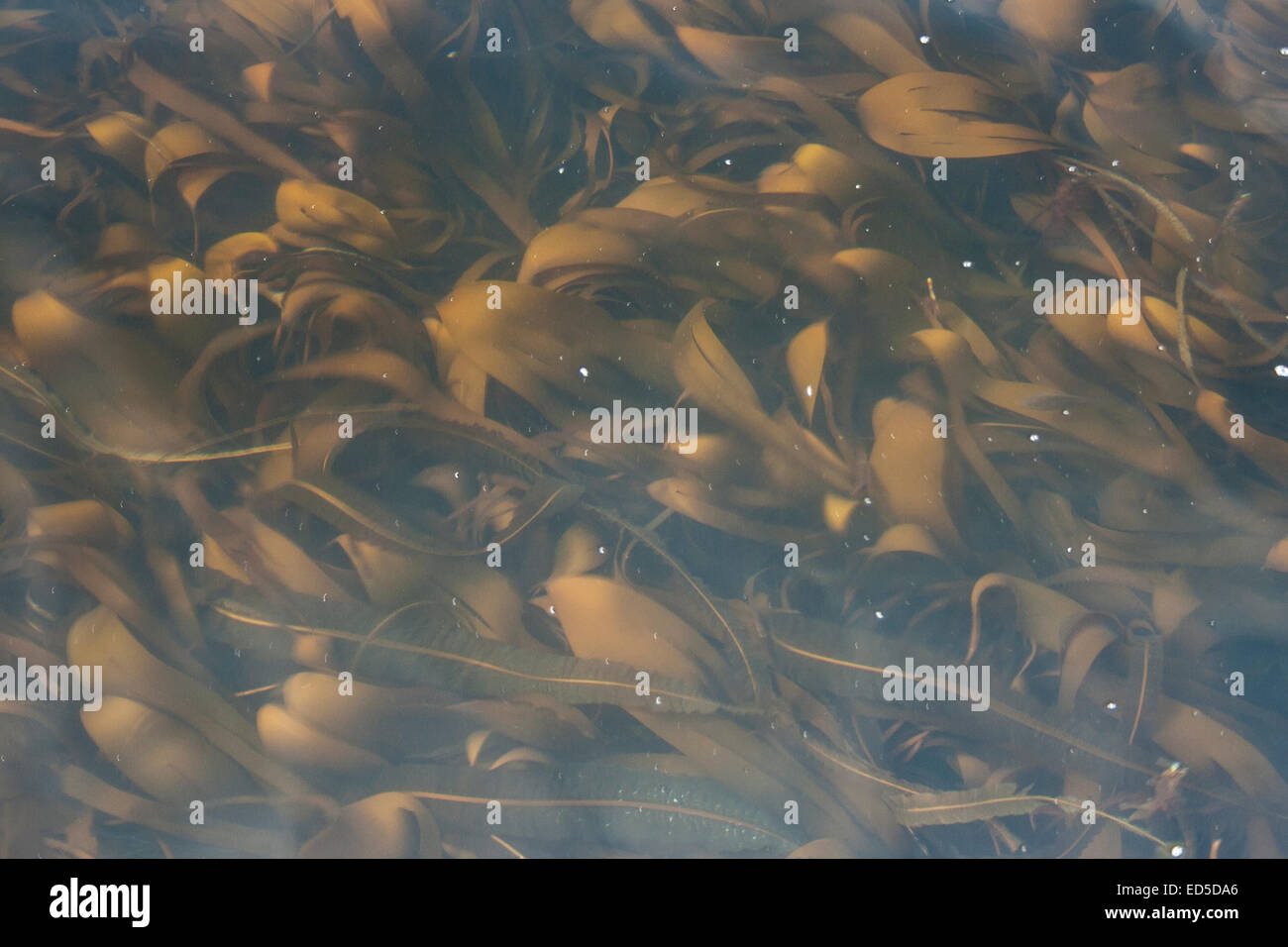 Seaweed kelp floating hi-res stock photography and images - Alamy