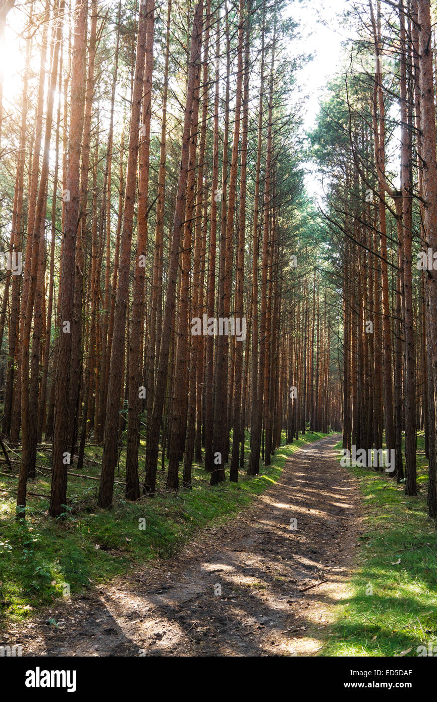 path in forest with sunlight Stock Photo - Alamy