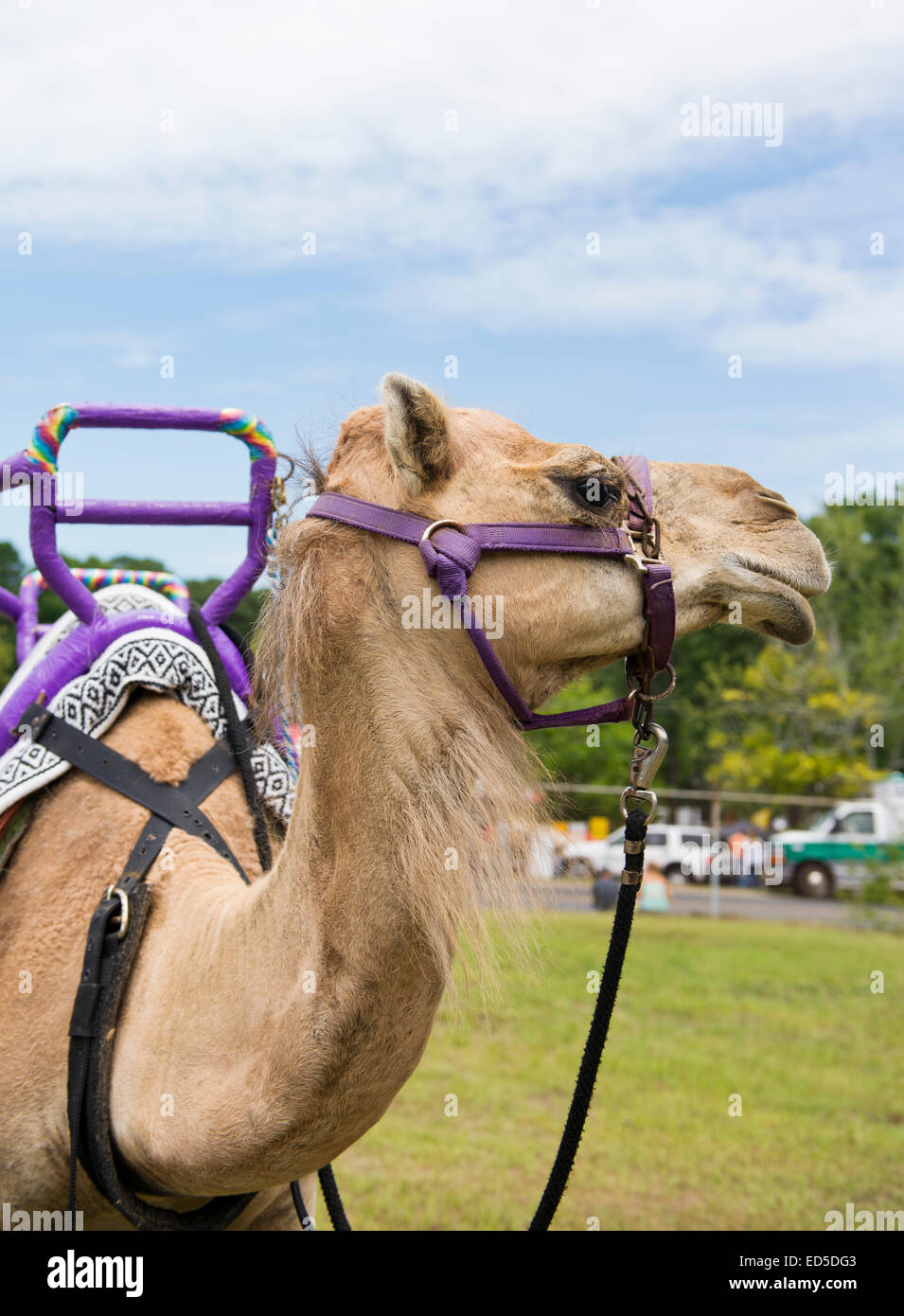 Camel saddle hi-res stock photography and images - Alamy