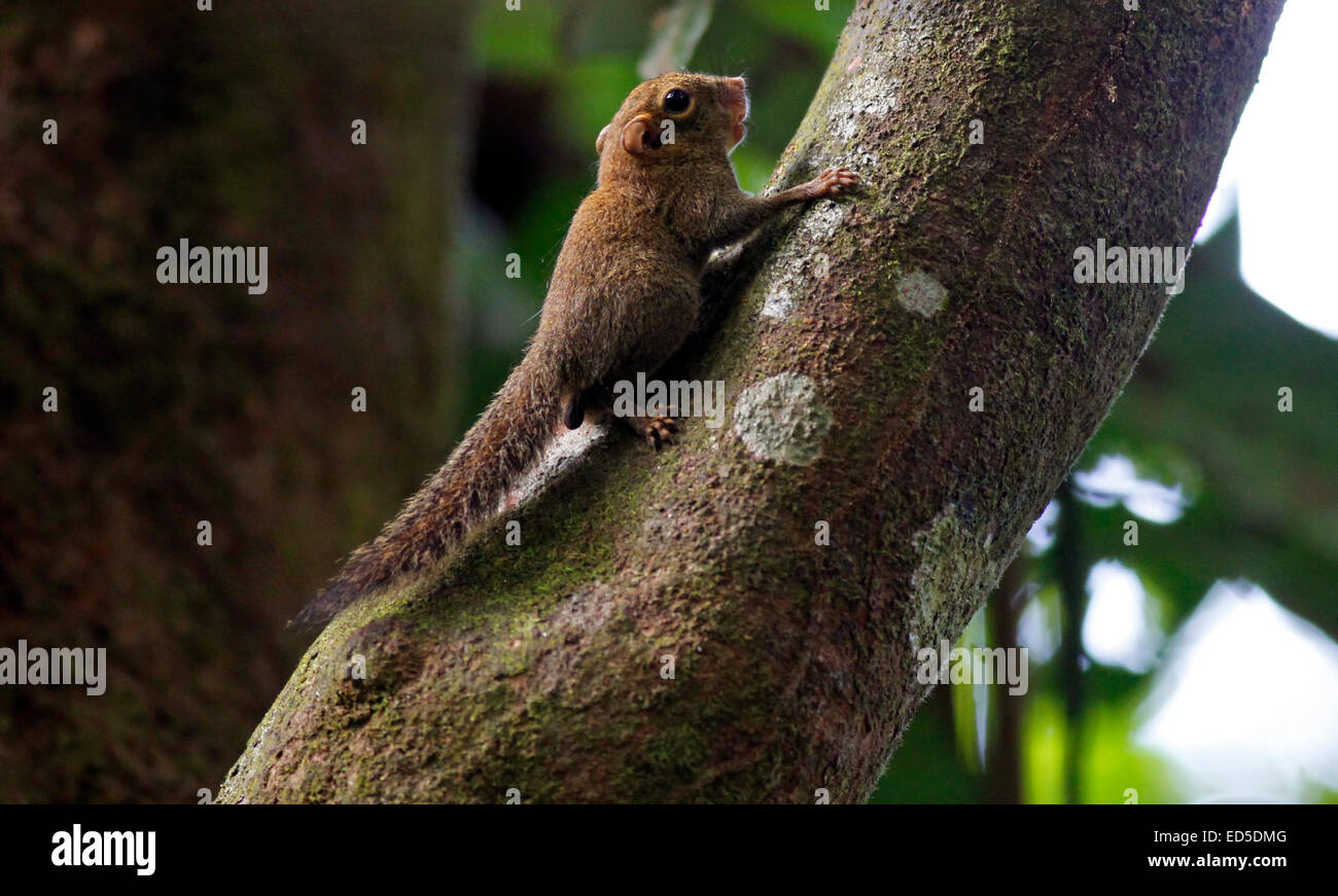 Plain Pygmy Squirrel - Exilisciurus Exilis - in Sepilok, Sabah ...