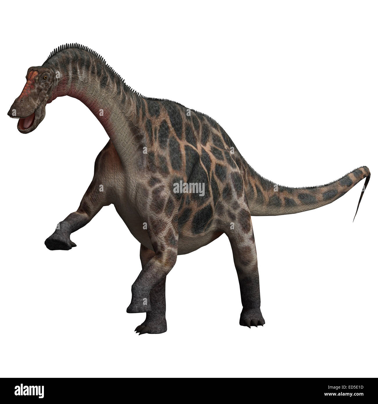 3D digital render of a curious dinosaur Dicraeosaurus isolated on white ...