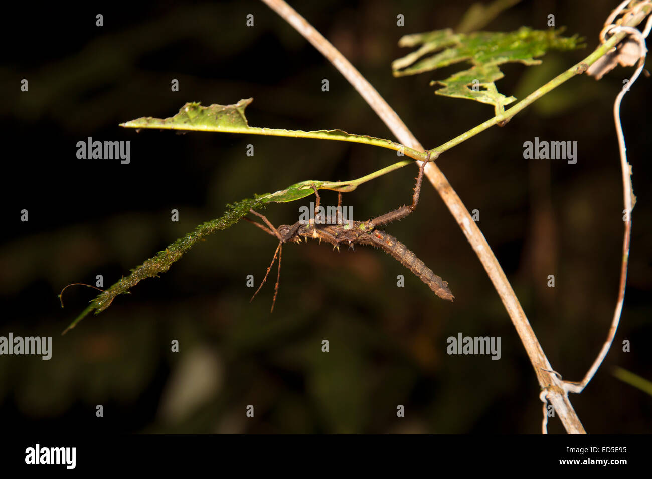 A stick insect photographed at night at Gunung Mulu National Park ...