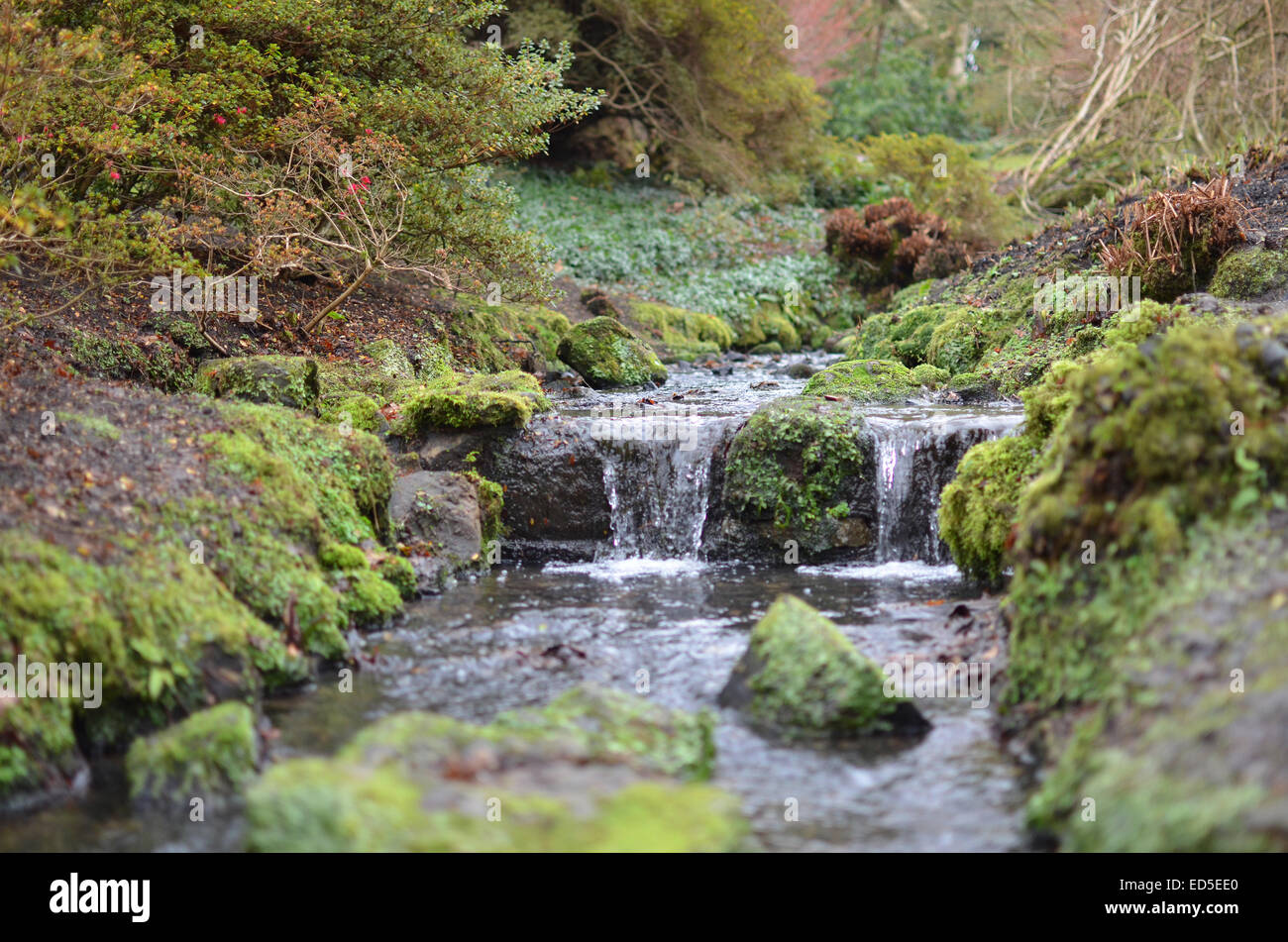 Woodland stream with waterfall in the English countryside during Autumn ...