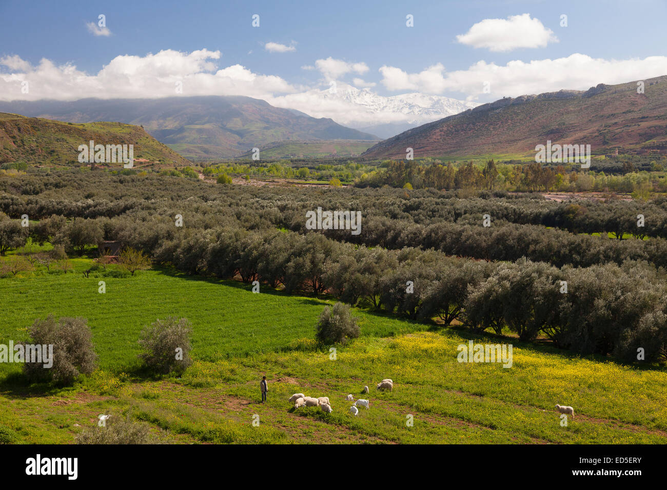 Olive trees morocco hi-res stock photography and images - Alamy