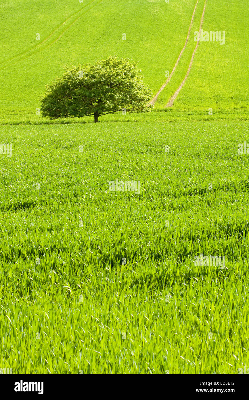Small tree on field of green grass Stock Photo - Alamy