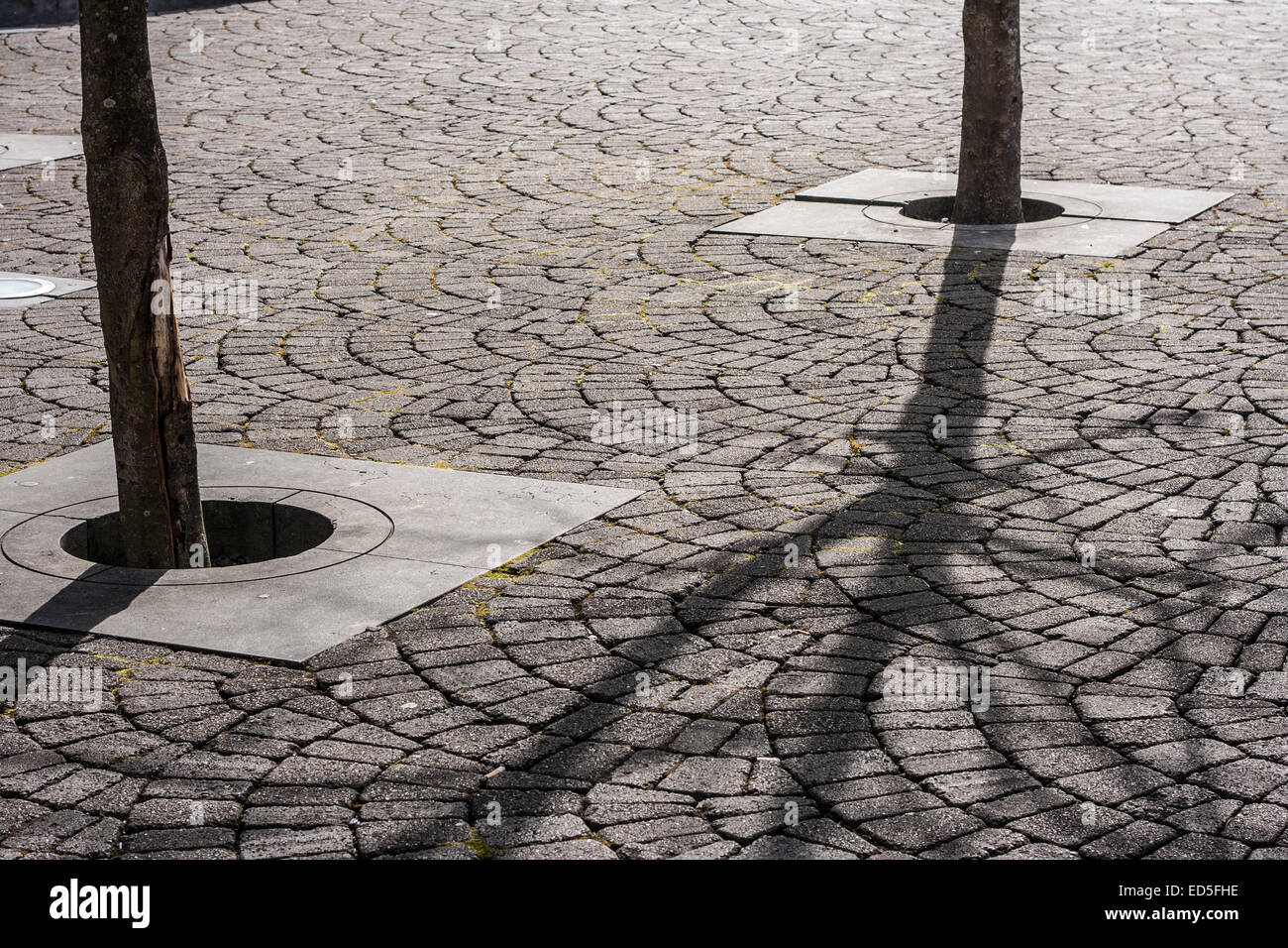 The base of two trees set in a cobbled street in Cork City, Ireland ...