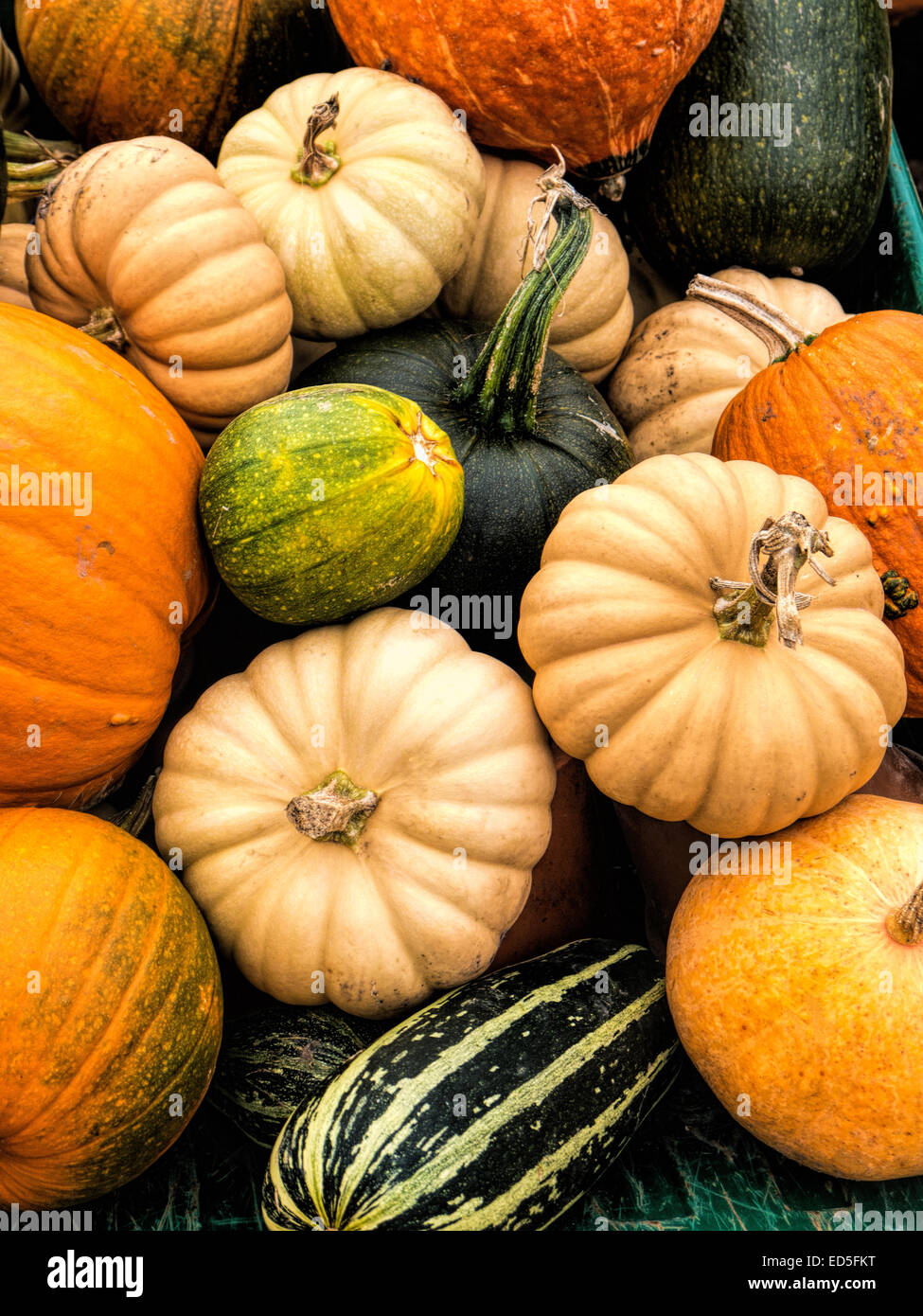 Marrow pumpkin hi-res stock photography and images - Alamy