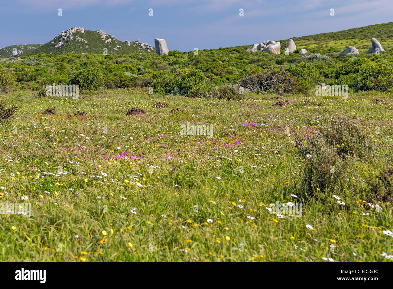 Wildflowers, Postberg Section, West Coast National Park, Western Cape ...
